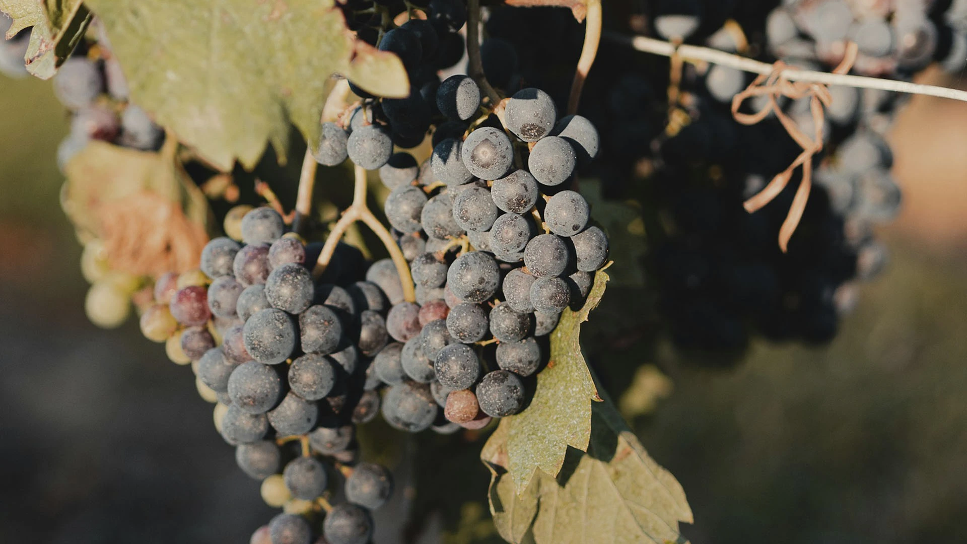 Discover Clairette: Everything You Need to Know About this Grape Varietal